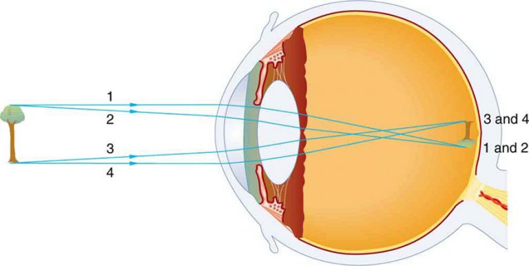 Biology-How our eyes work – Howthingswork.org